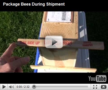Beekeeping : Lesson 73: How To Build Up A Strong Colony